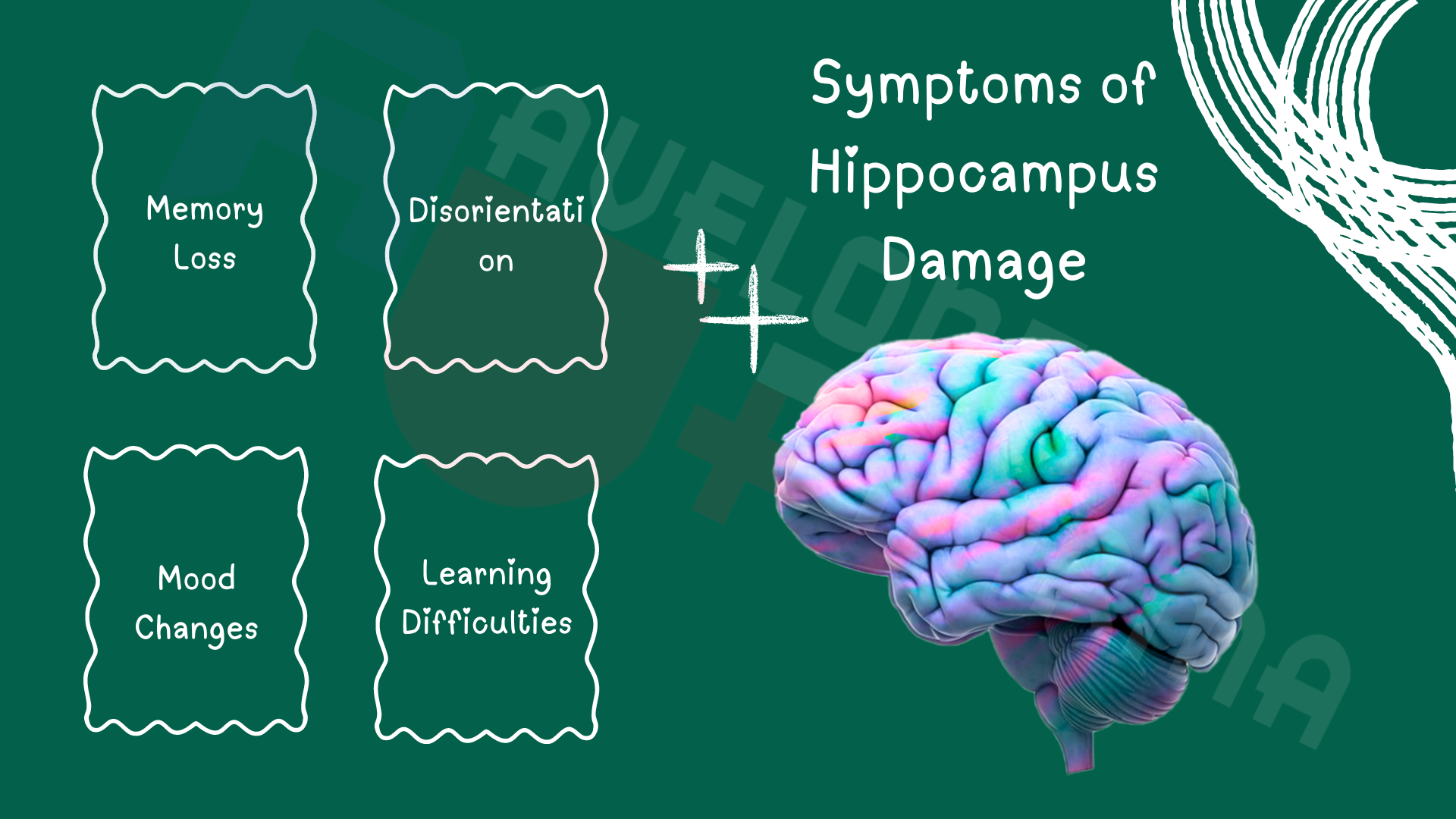 Hippocampus Function | Formation + Damage + Key Insights