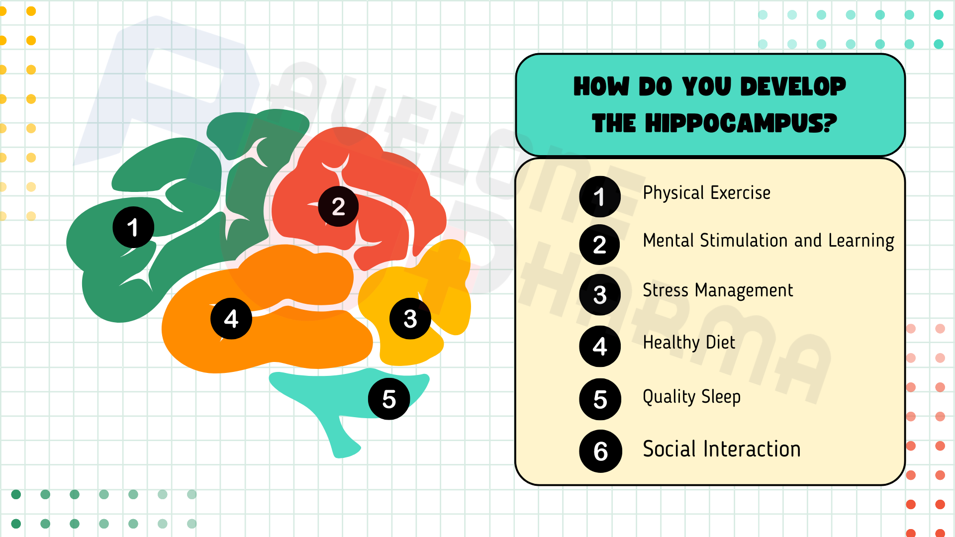 Hippocampus Function | Formation + Damage + Key Insights