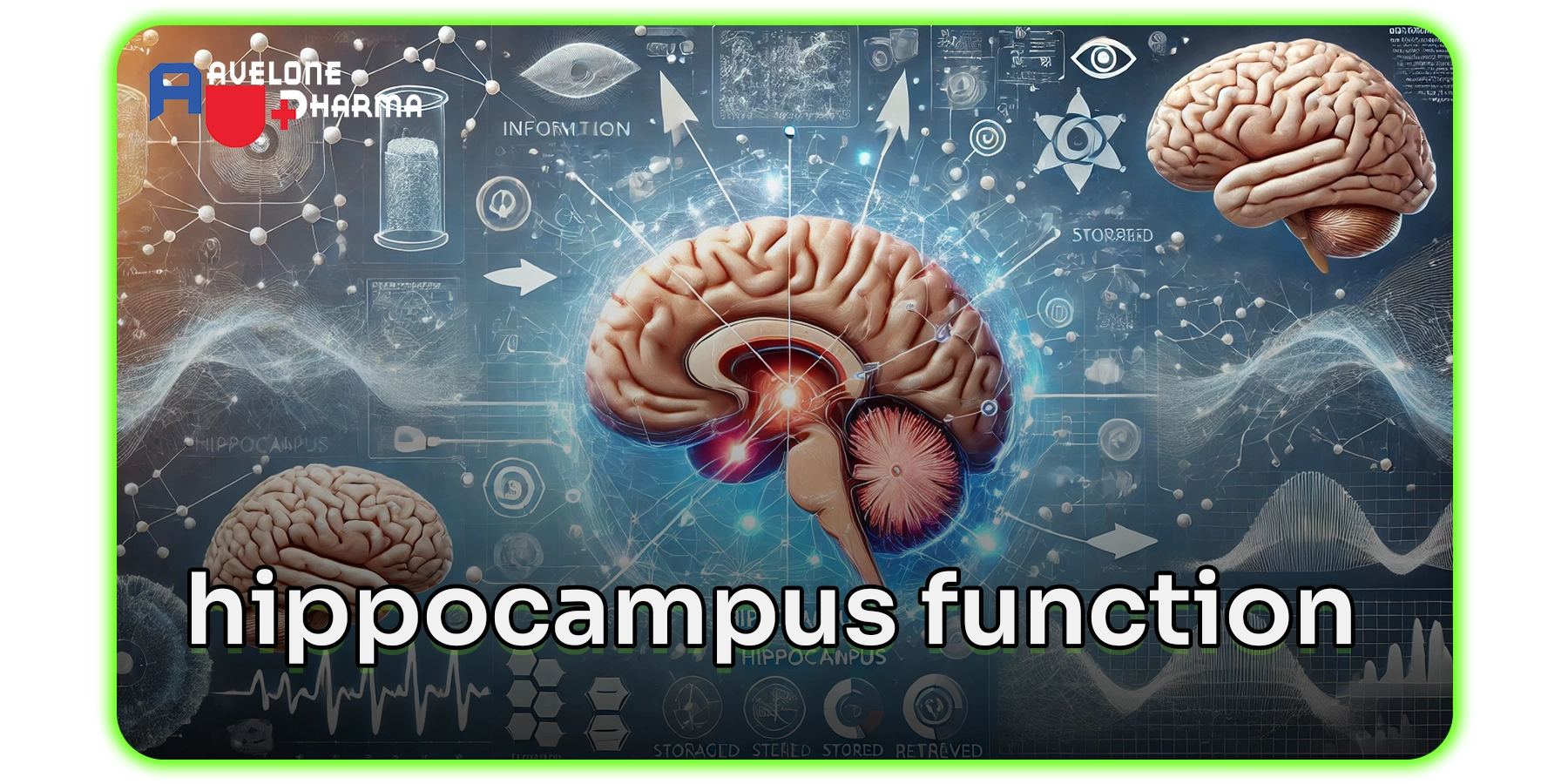 Hippocampus Function | Formation + Damage + Key Insights